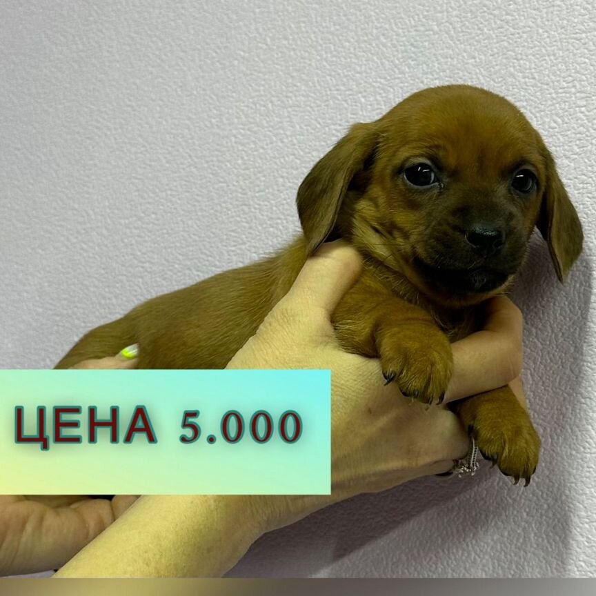 Такса, щенок