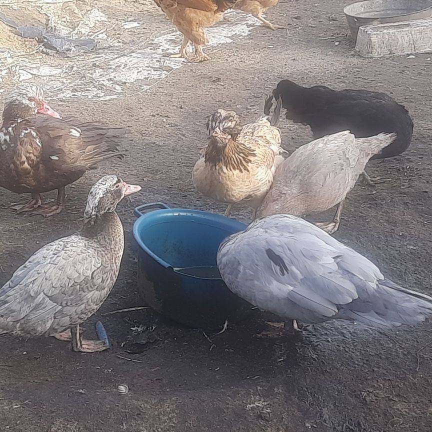 Индоутки куры