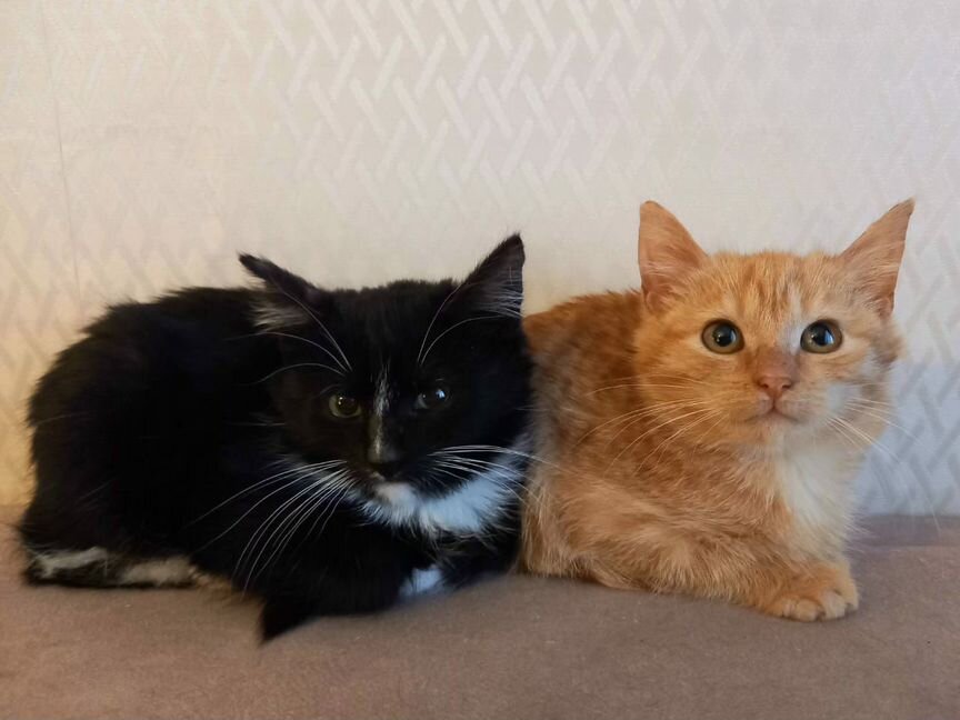 Котята, рыжий и чёрно-белый, бесплатно