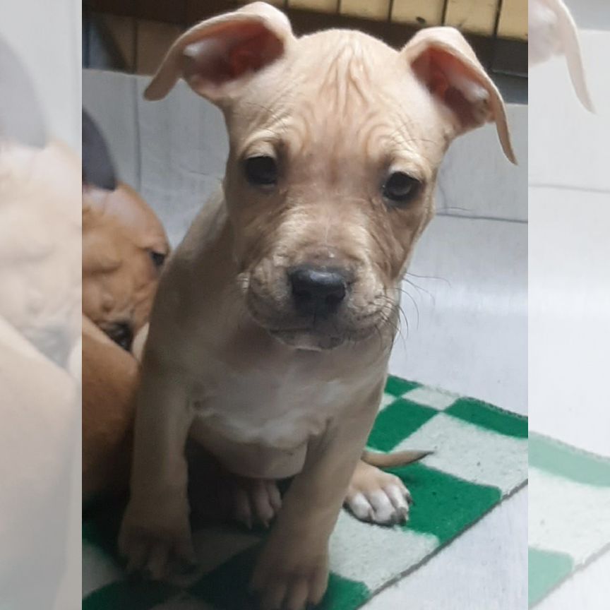 Стаффордширский терьер