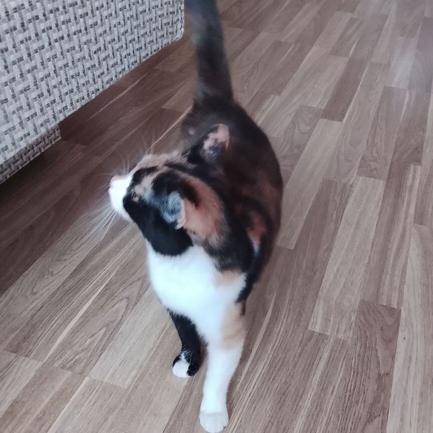 Взрослая, кошка в добрые руки