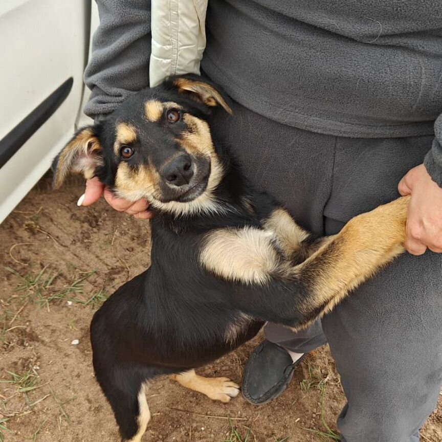 Щенок чёрный овчаристый