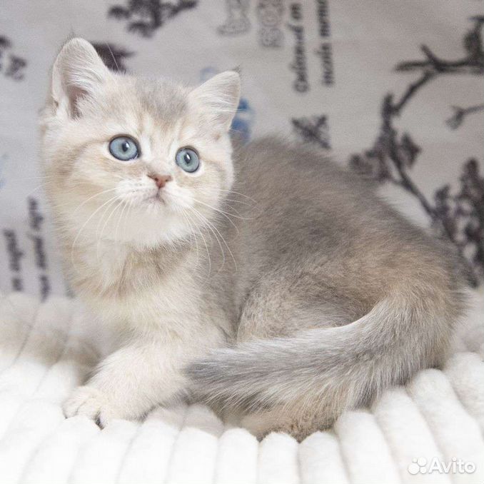 Голубое золото. Котик и кошечка