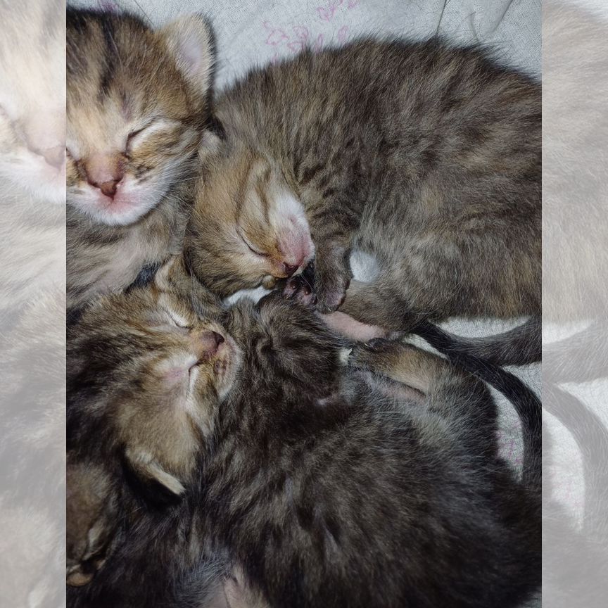 Русская голубая, отдам в добрые руки