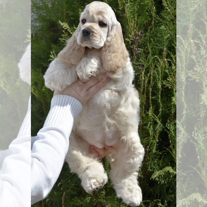 Американский кокер-спаниель, щенок