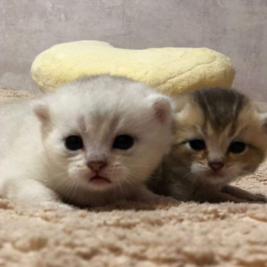 Британский короткошёрстный котёнок