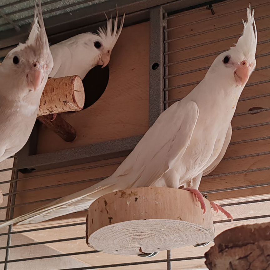 Попугай корелла девочка