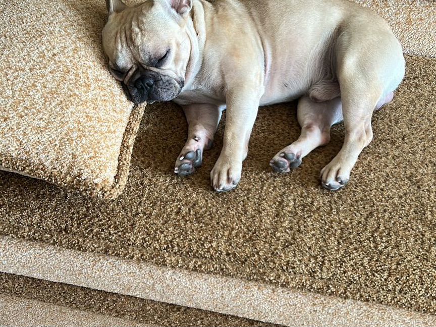 Вязка французкий будьдог