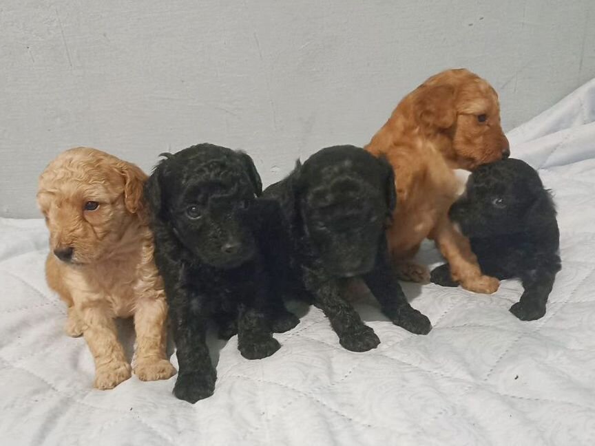 Щенки той пуделя