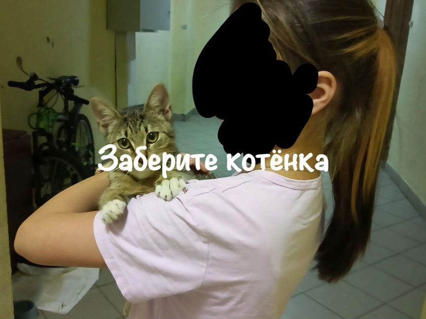 Отдам котëнка в добрые руки. бесплатно