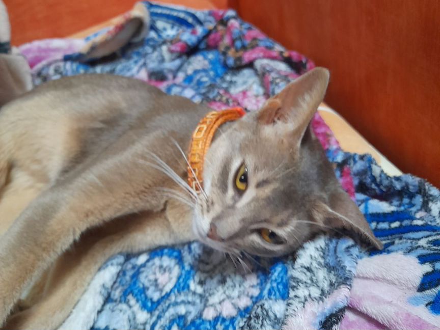 Абиссинская кошка