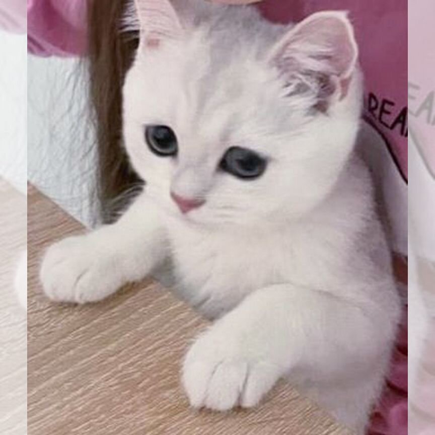 Британский короткошёрстный котёнок