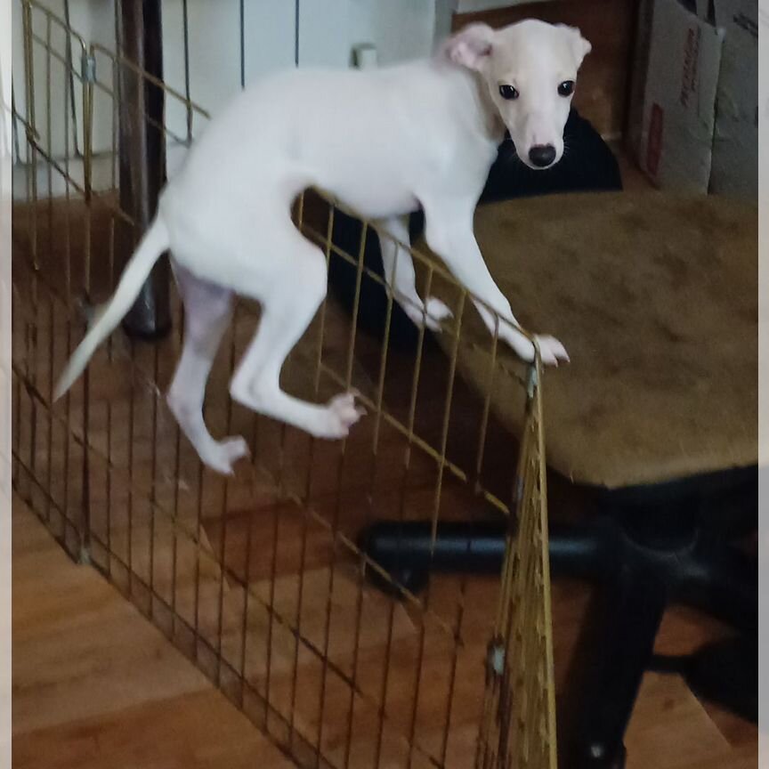 Левретка, щенок