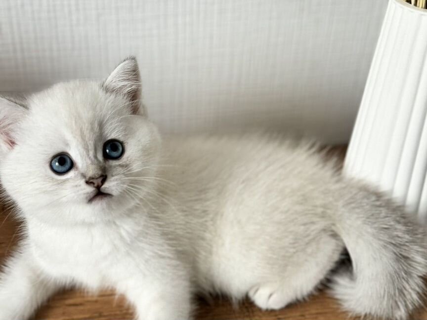 Британские котята шиншилла