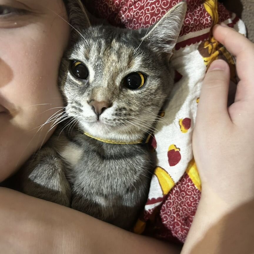Котята