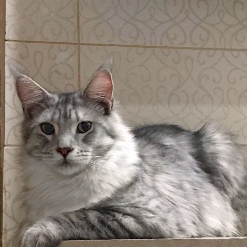 Мейн-кун котенок