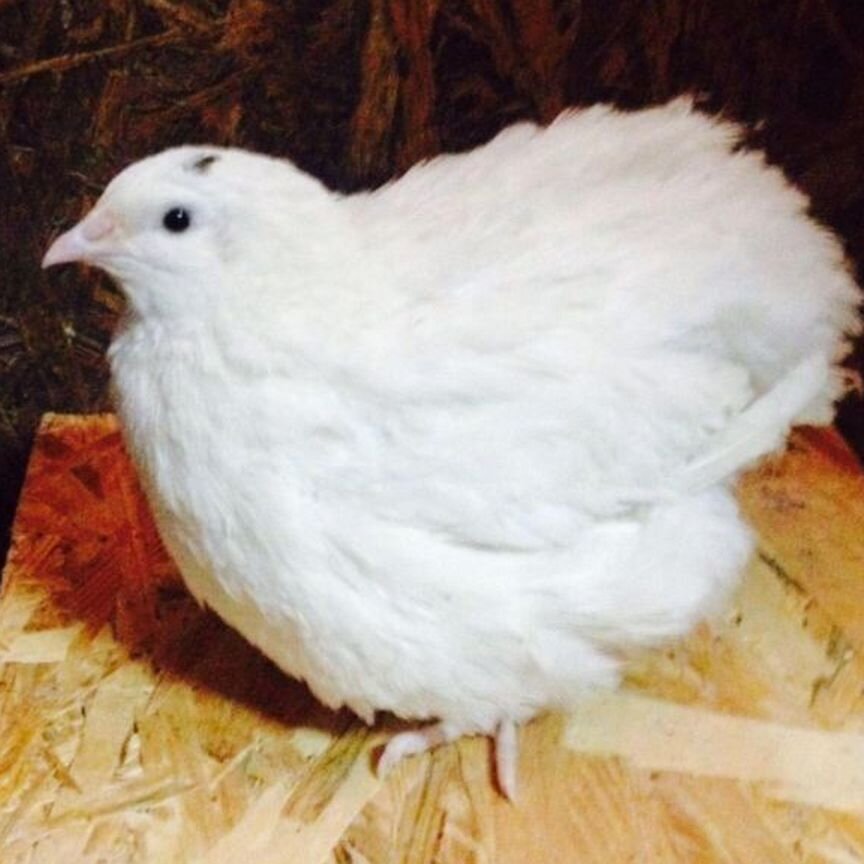 Перепелки гигант белый