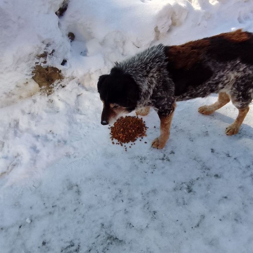 Два бездомных преданных друга ищут дом