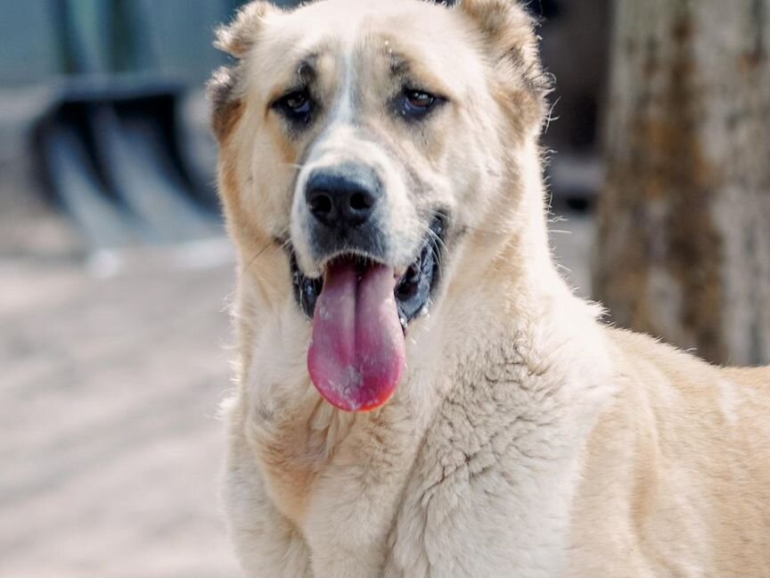 По характеру кошечка в теле алабайки