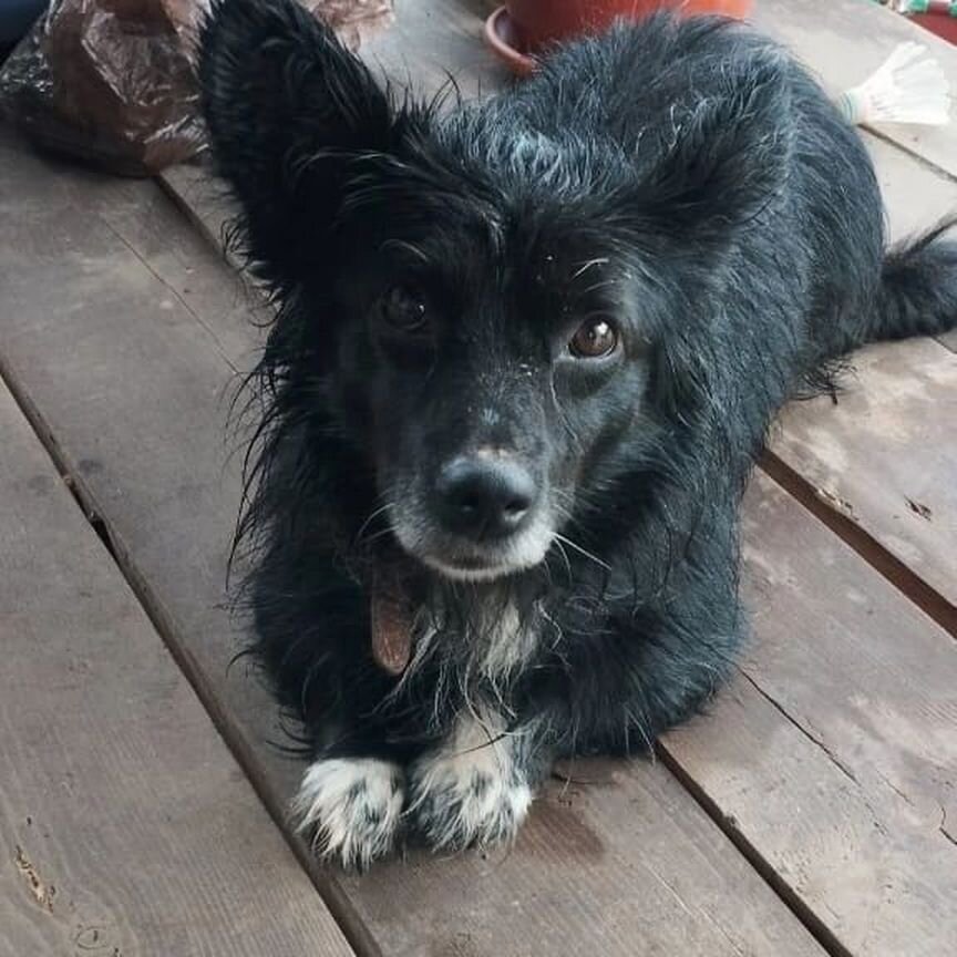 Отдам в добрые руки маленькую собаку