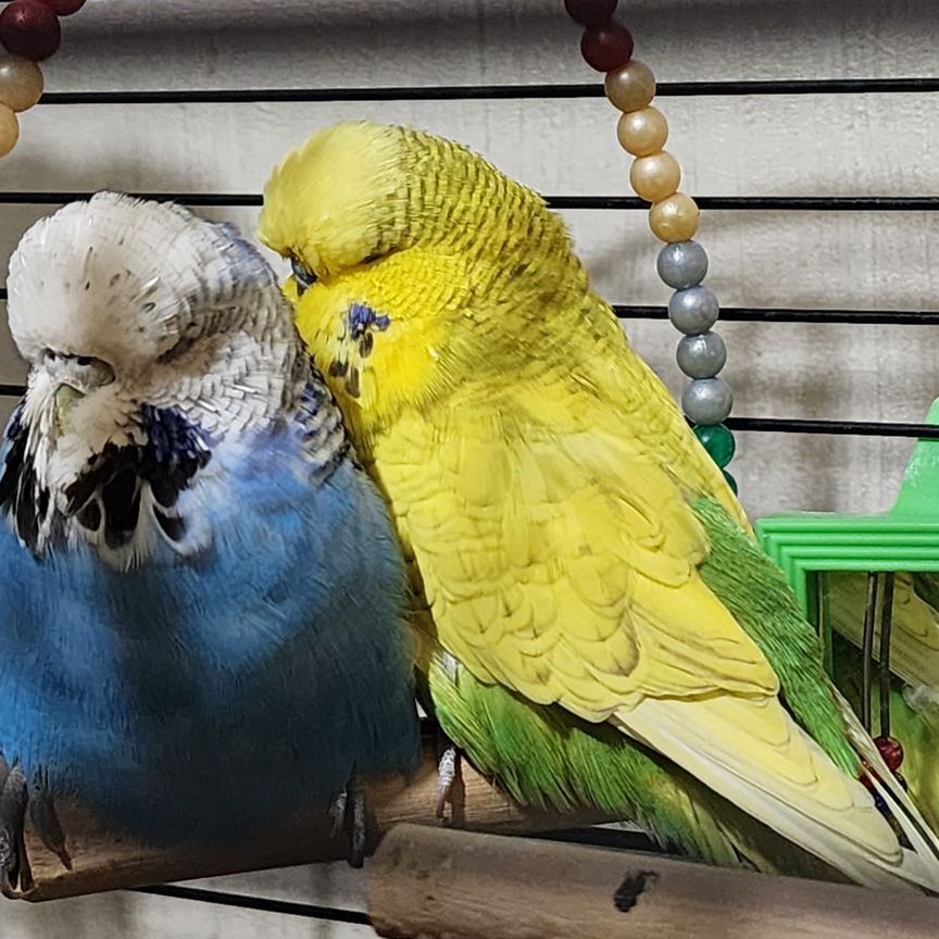 Пара попугай ввп чехи с клеткой