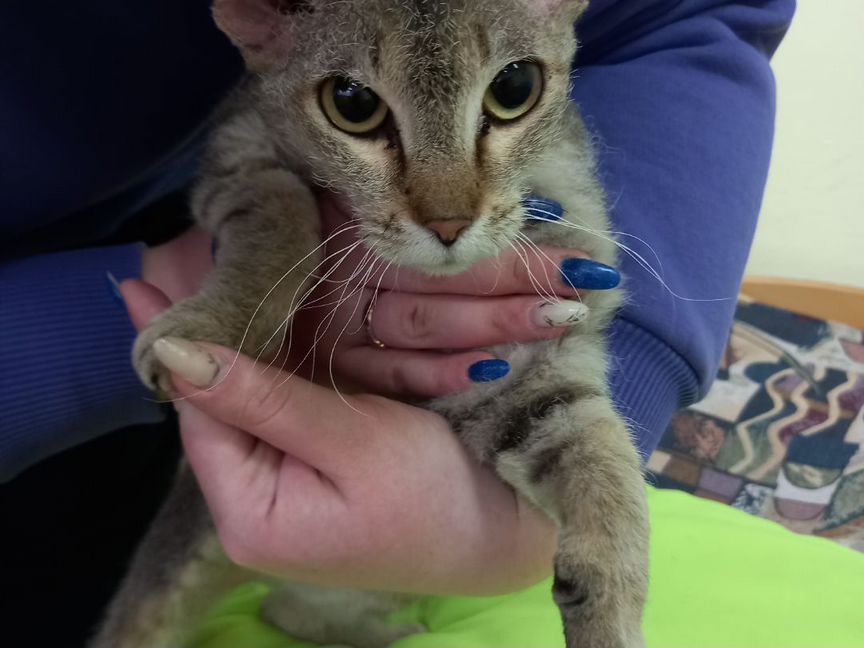 Кошка сфинкс браш