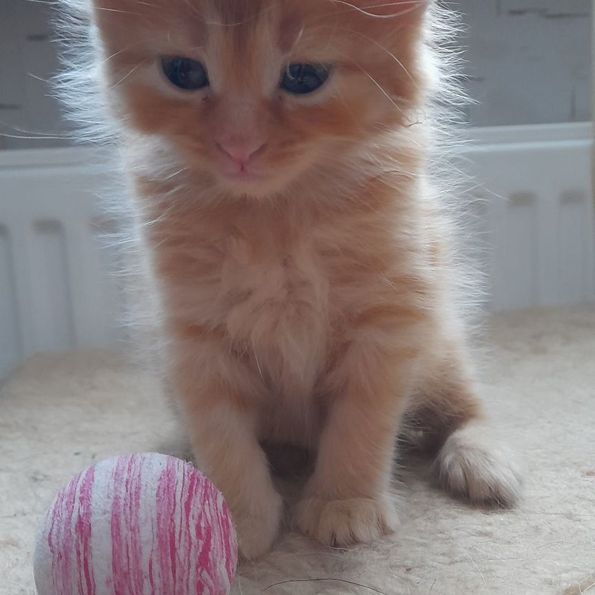 Рыжий котенок в добрые руки бесплатно