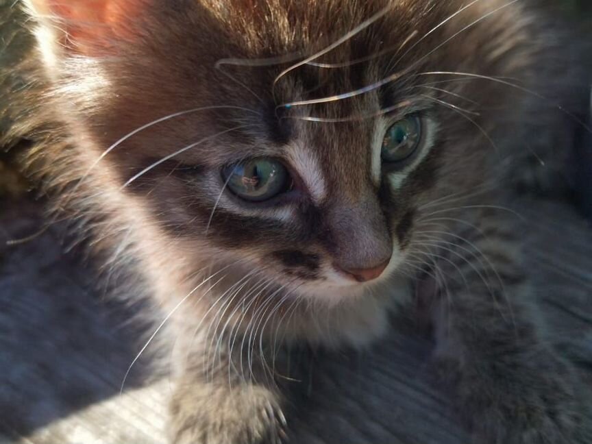 Котенок девочка в добрые руки