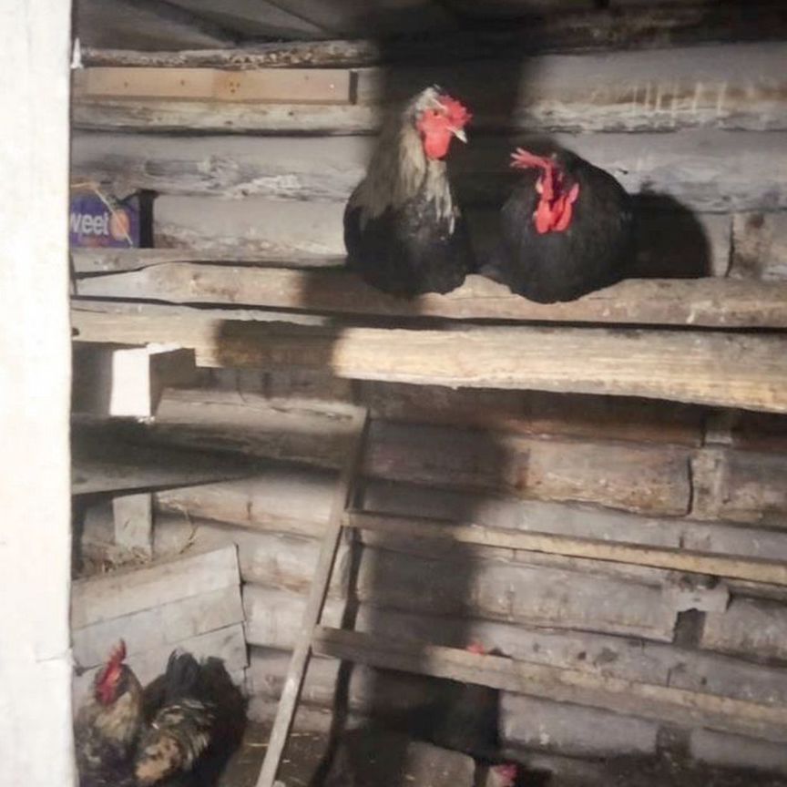 Куры питухи