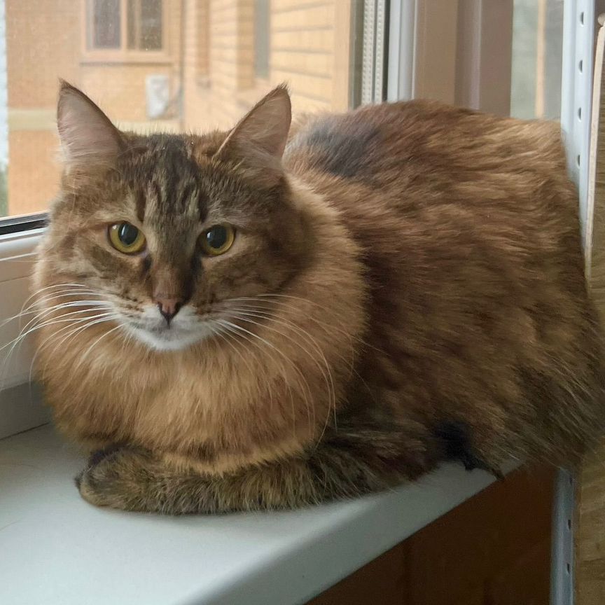 Взрослая, Девочка кошка в добрые руки