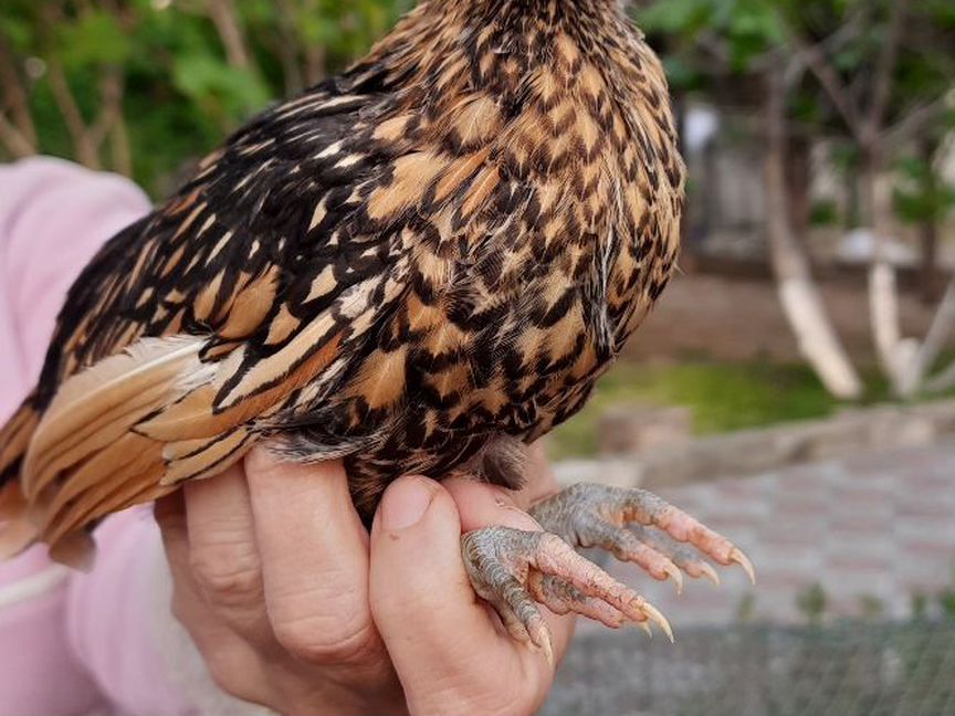 Петушки породы Сибрайт