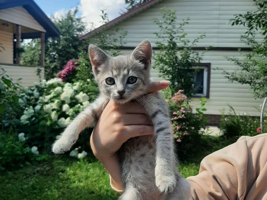 Котенок в добрые руки бесплатно 3,5 месяца