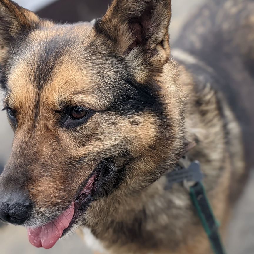 Джуди ищет дом