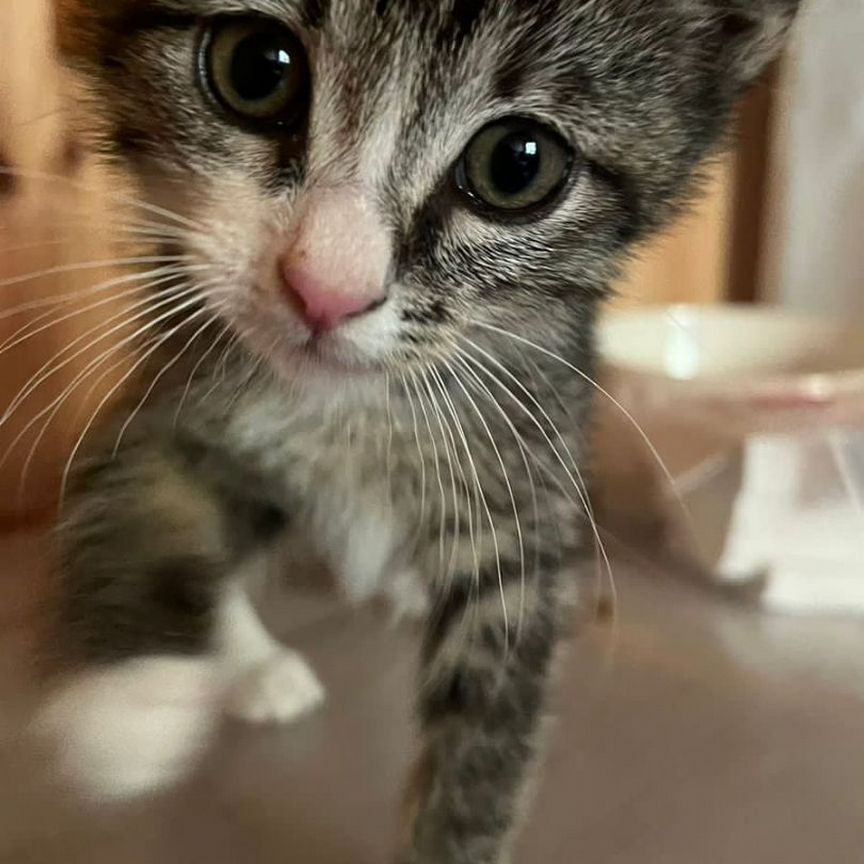 Маленькая девочка в добрые руки