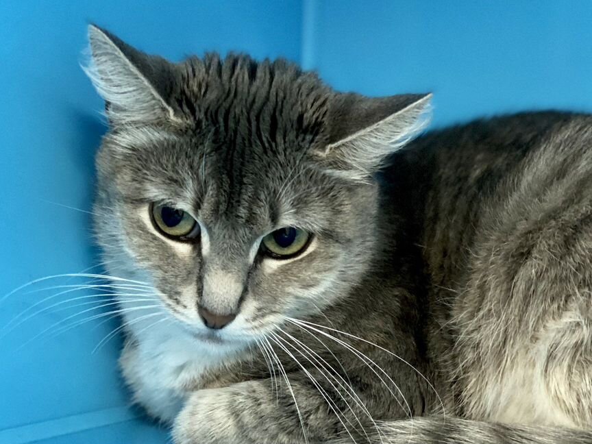 Скромная и нежная кошечка Серебринка