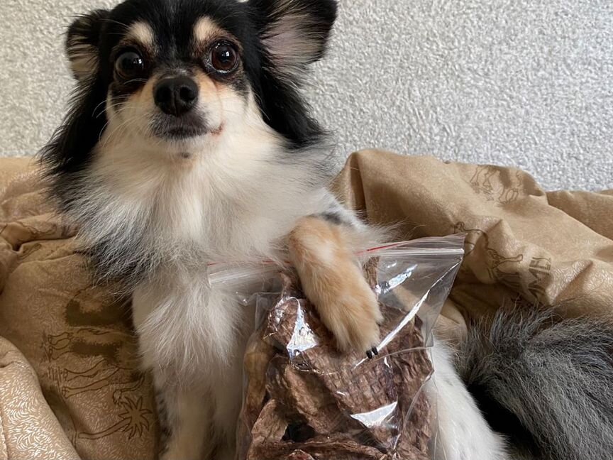 Домашнее лакомстова для собак и кошек