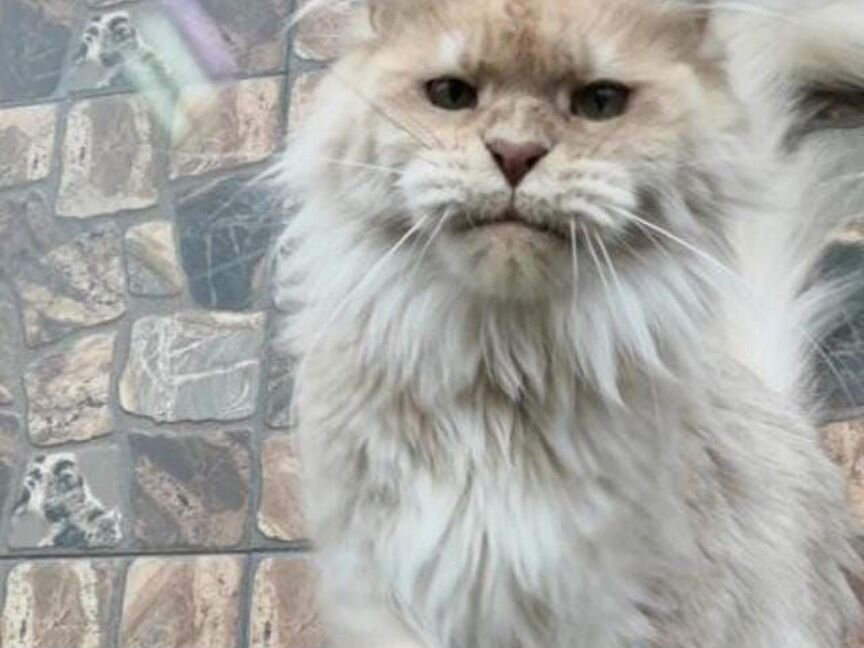 Кошка мейн кун полидакт. Документы