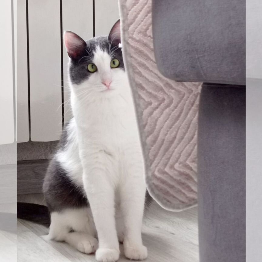 Ищем дом Адаму