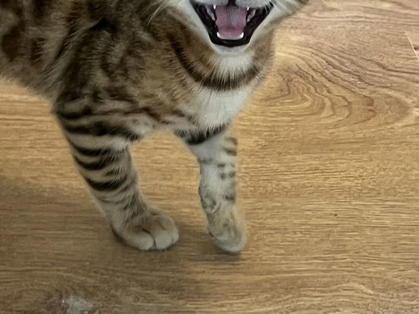 Бенгальская кошка