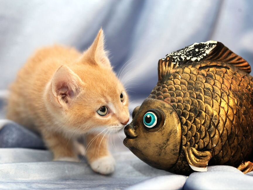 Персиковый котик в добрые руки