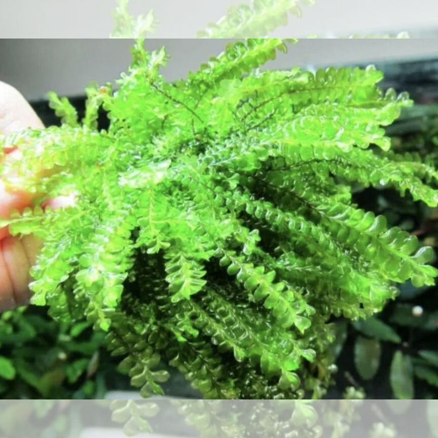Аквариумные растения прополка