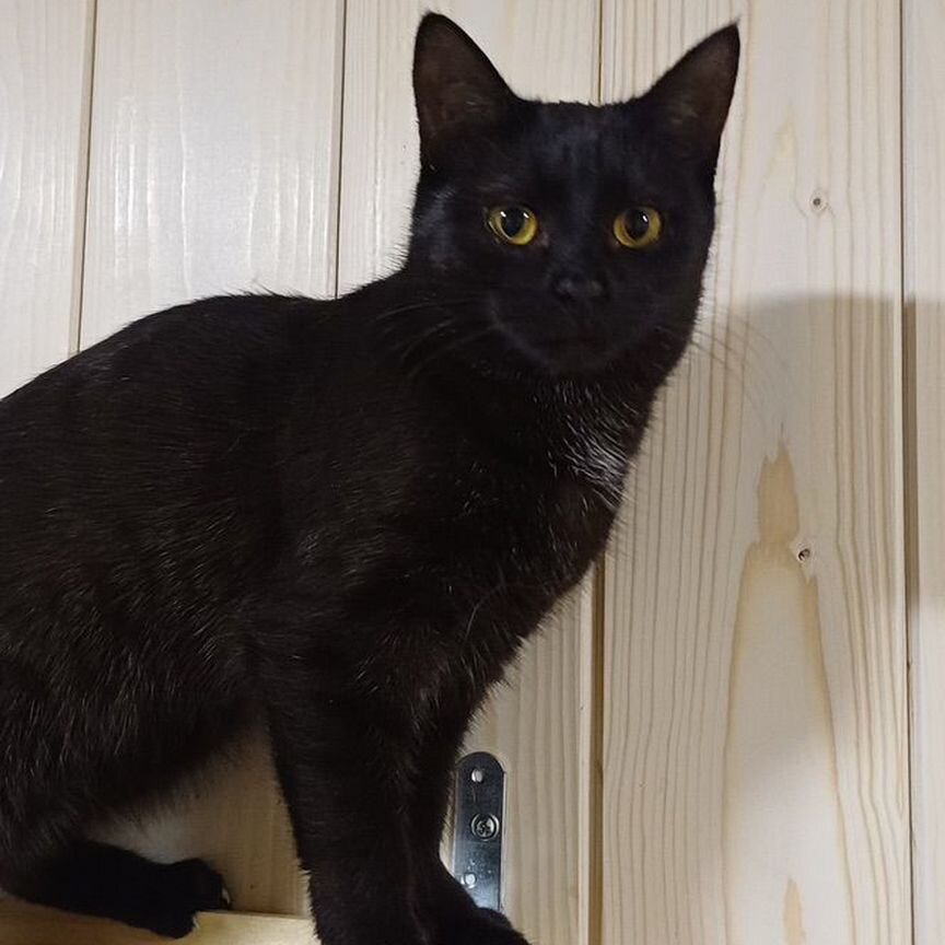 Котенок в добрые руки