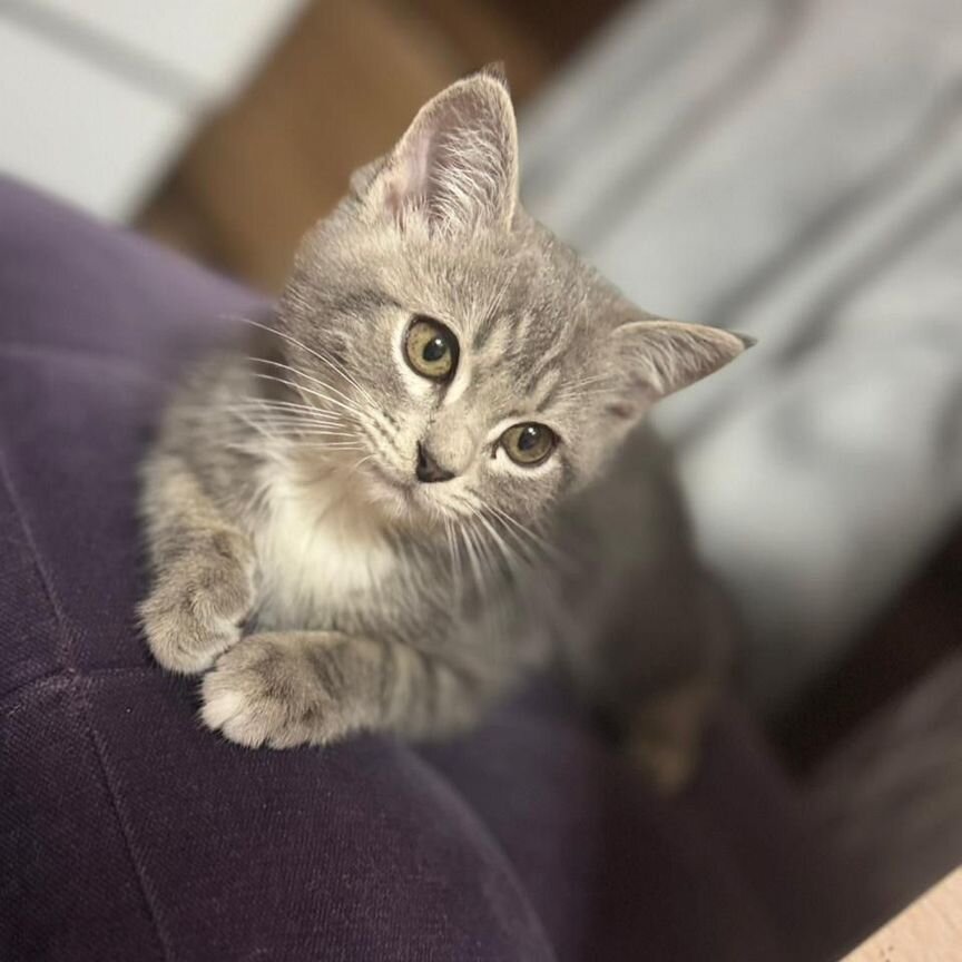 Котята