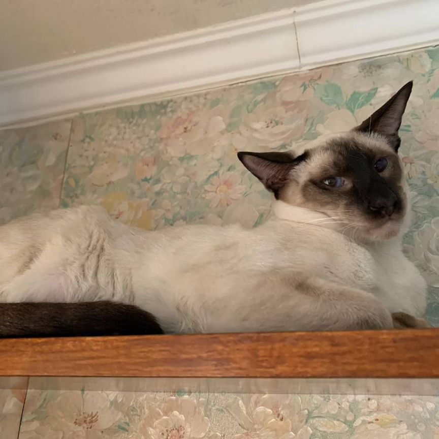 Продам взрослого Кота Орентала