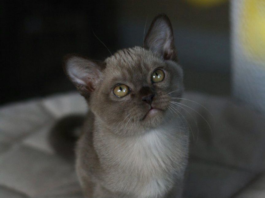 Бурманские котята