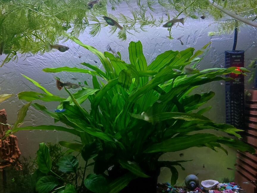 Аквариумные рыбки гуппи. Как подростки и взрослые