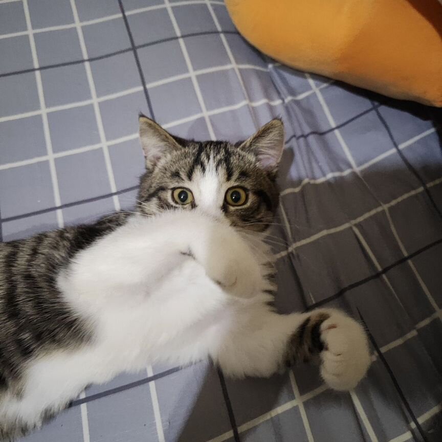 Котенок в добрые руки