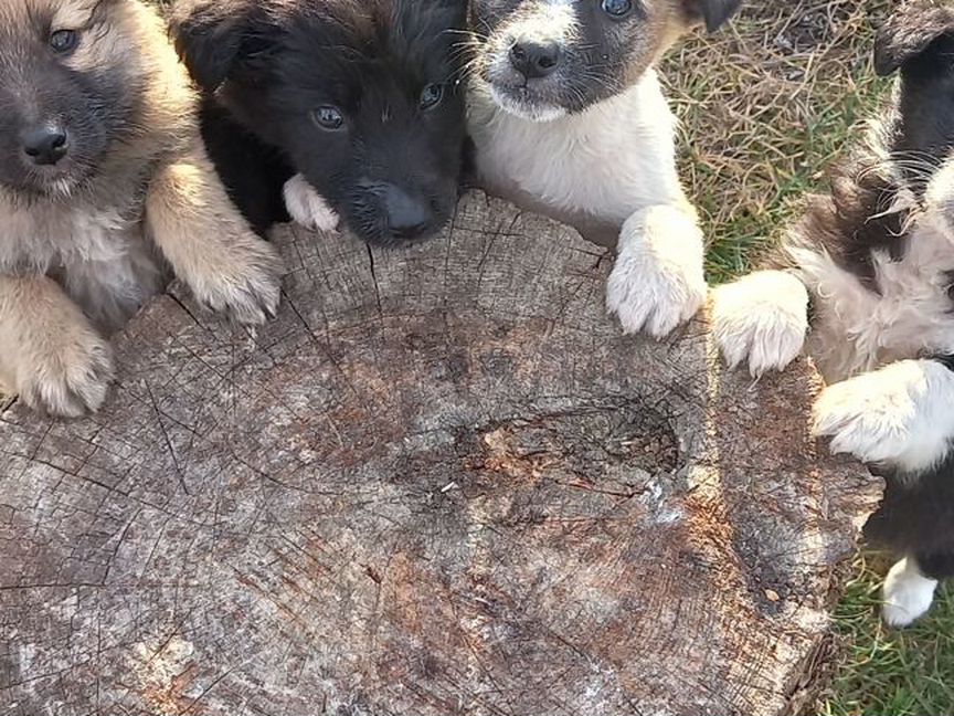 Отдам бесплатно щенки