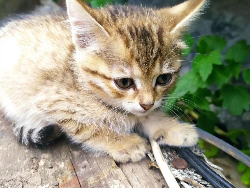 Котята в добрые руки, бесплатно