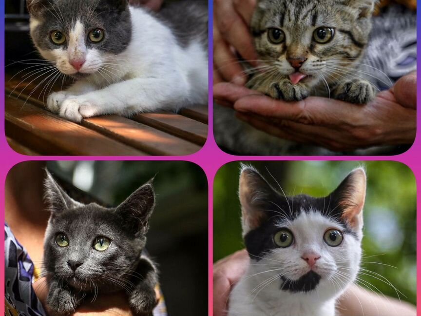 Котята в добрые руки